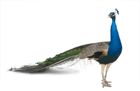 عکس طاووس⭐دانلود بهترین عکس طاووس زیبا ️رنگی ️واقعی